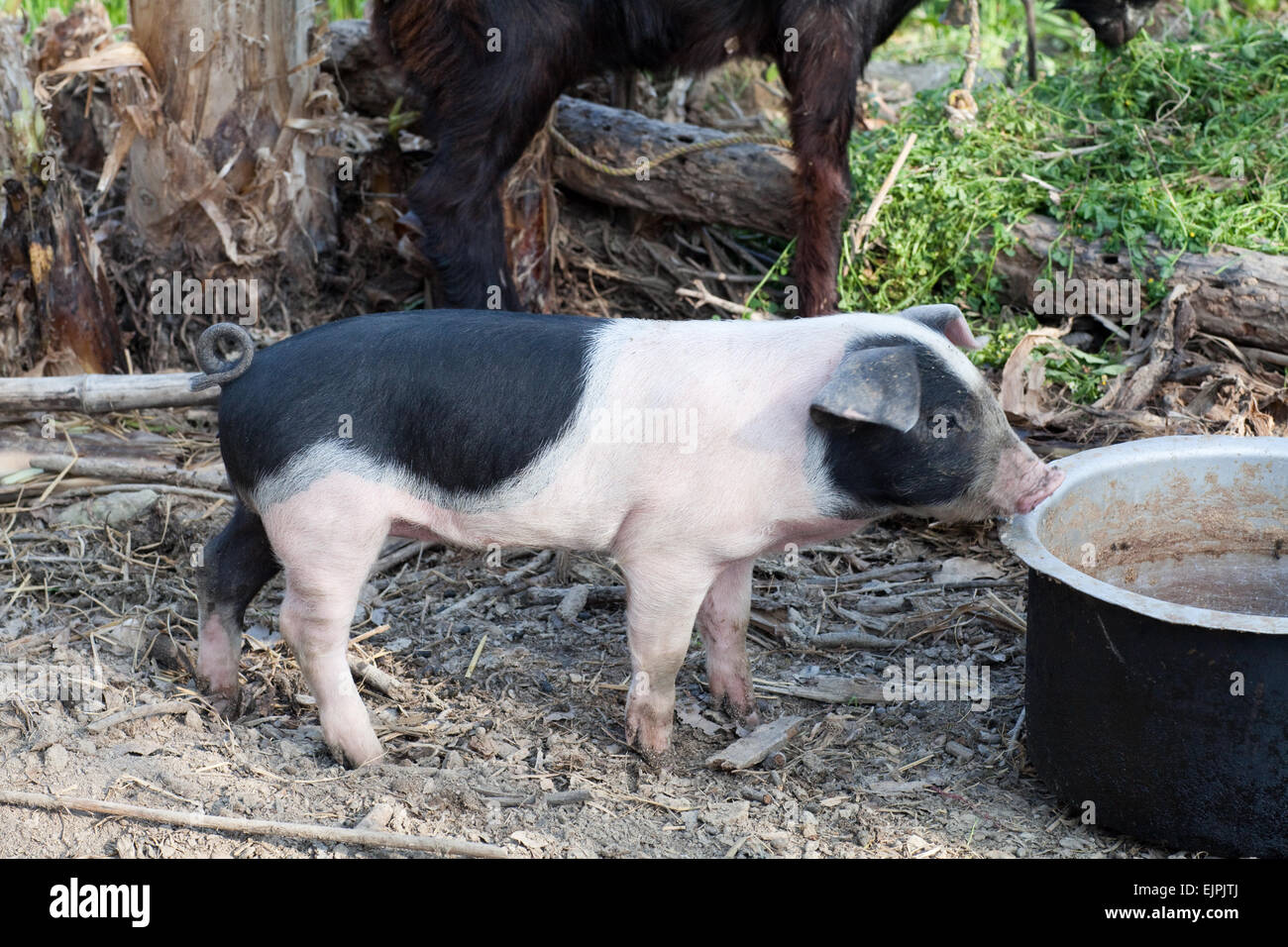 Piebald pig hi-res stock photography and images - Alamy