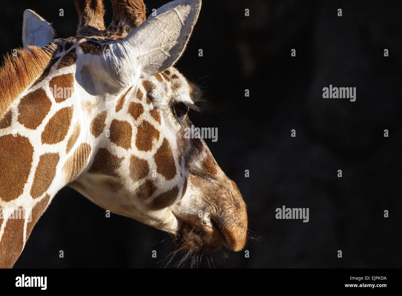 Reticulated giraffe zoo hi-res stock photography and images - Alamy
