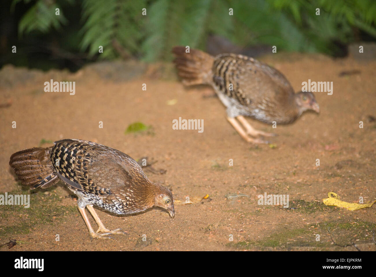 Ceylon jungle fowl family hi-res stock photography and images - Alamy