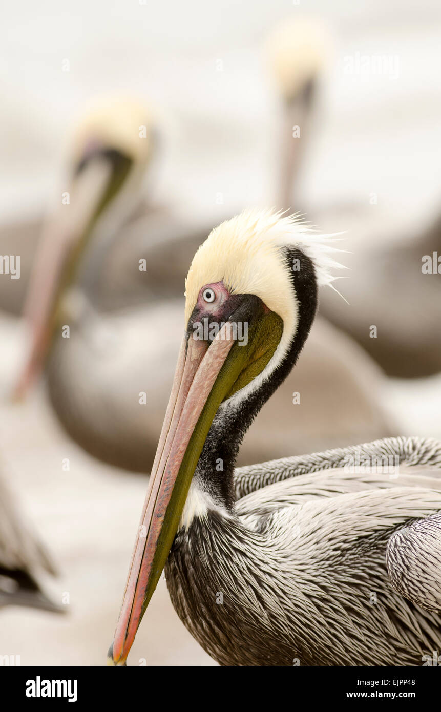 Three Pelicans in a vertical shot are sitting ont he beach Stock Photo ...