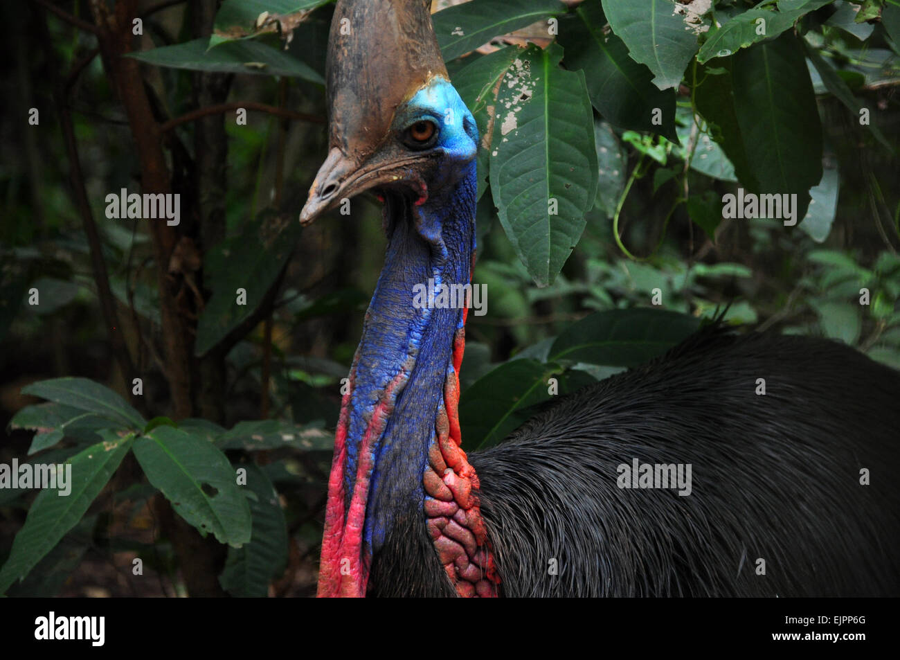 The cassowary bird from papua Stock Photo - Alamy