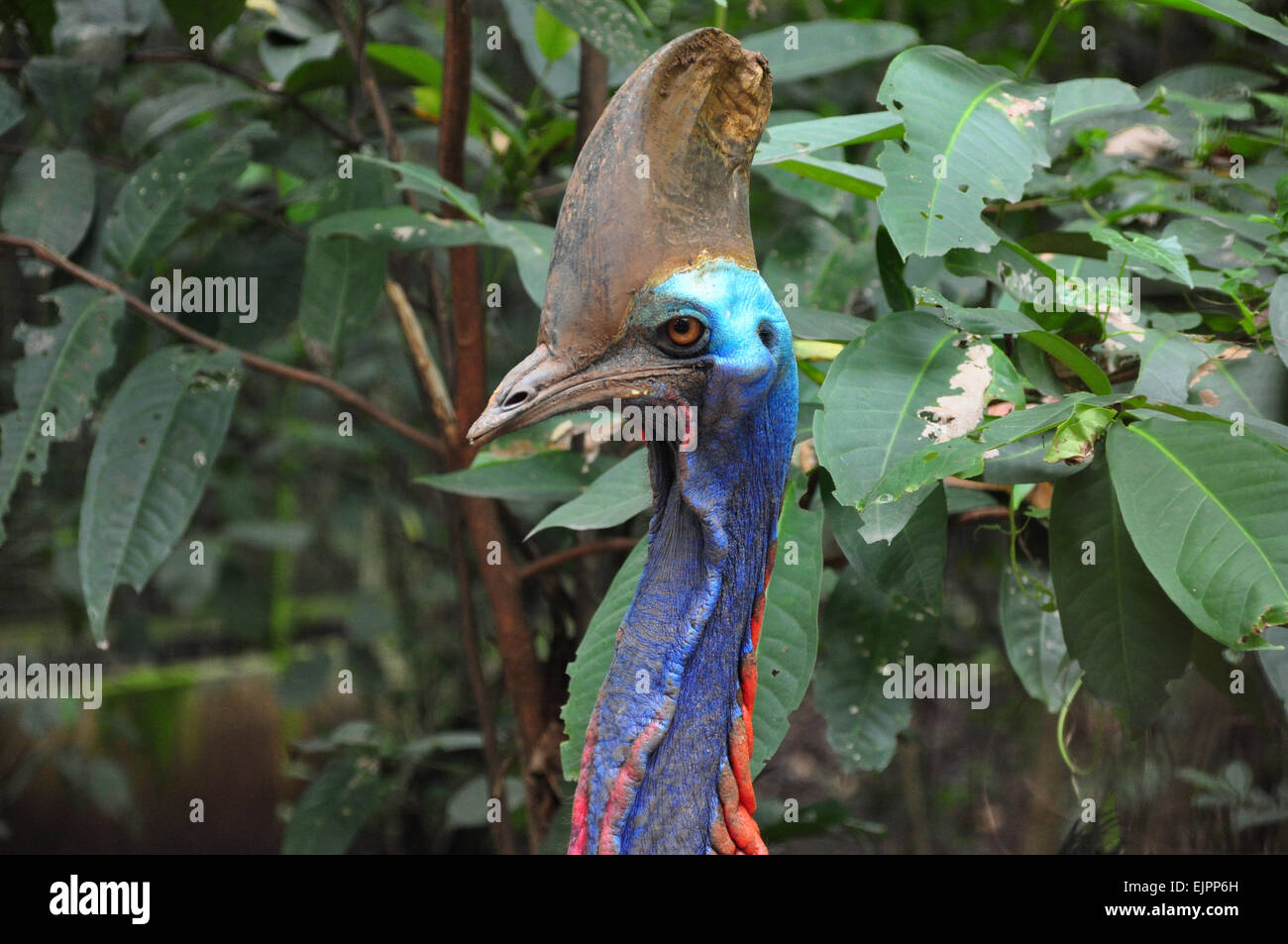 The cassowary bird from papua Stock Photo - Alamy