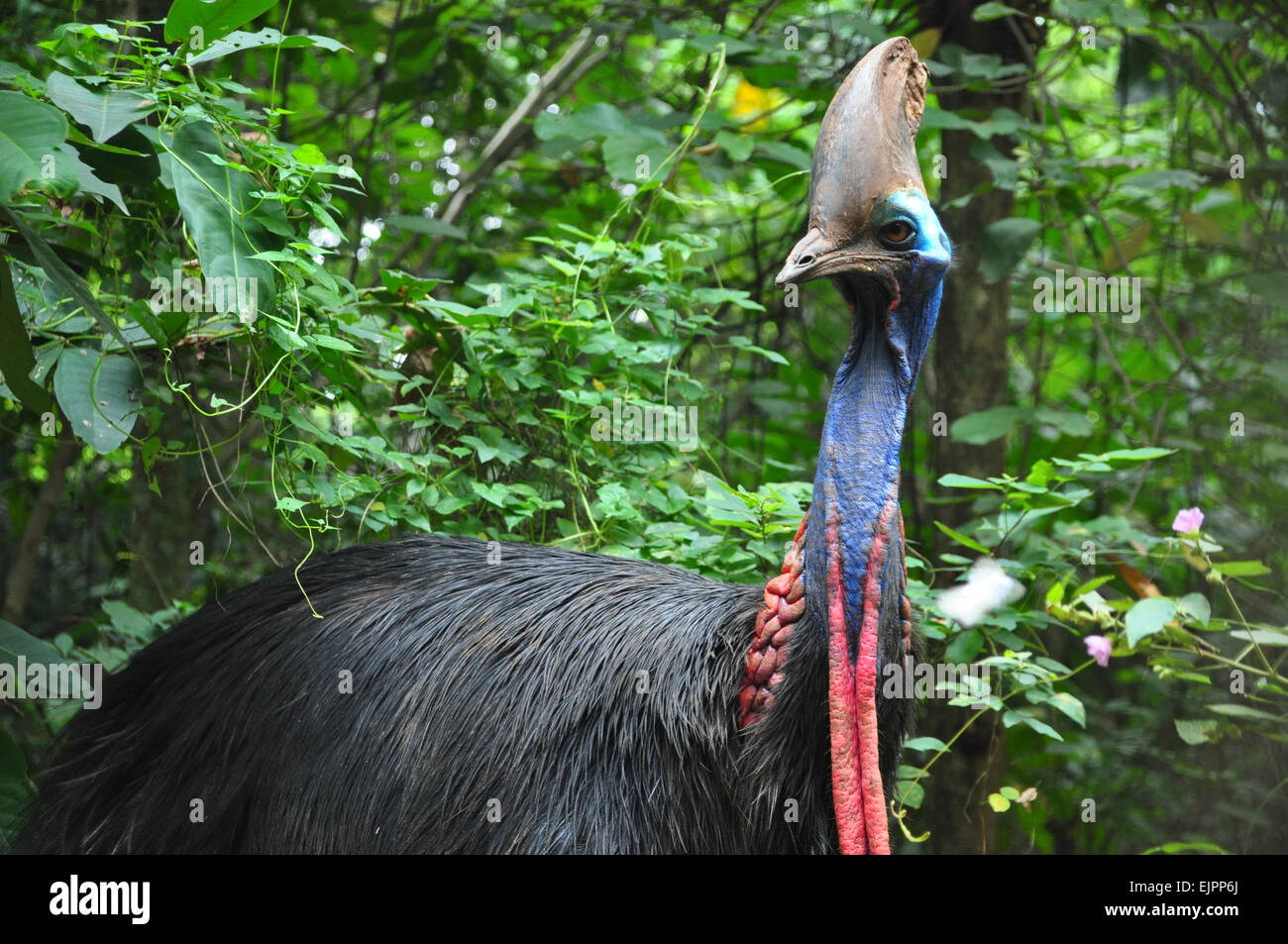 The cassowary bird from papua Stock Photo - Alamy