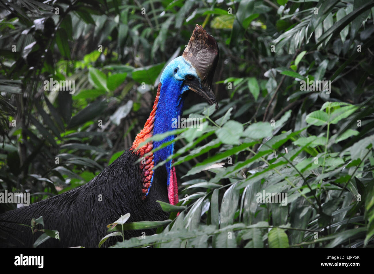 The cassowary bird from papua Stock Photo - Alamy