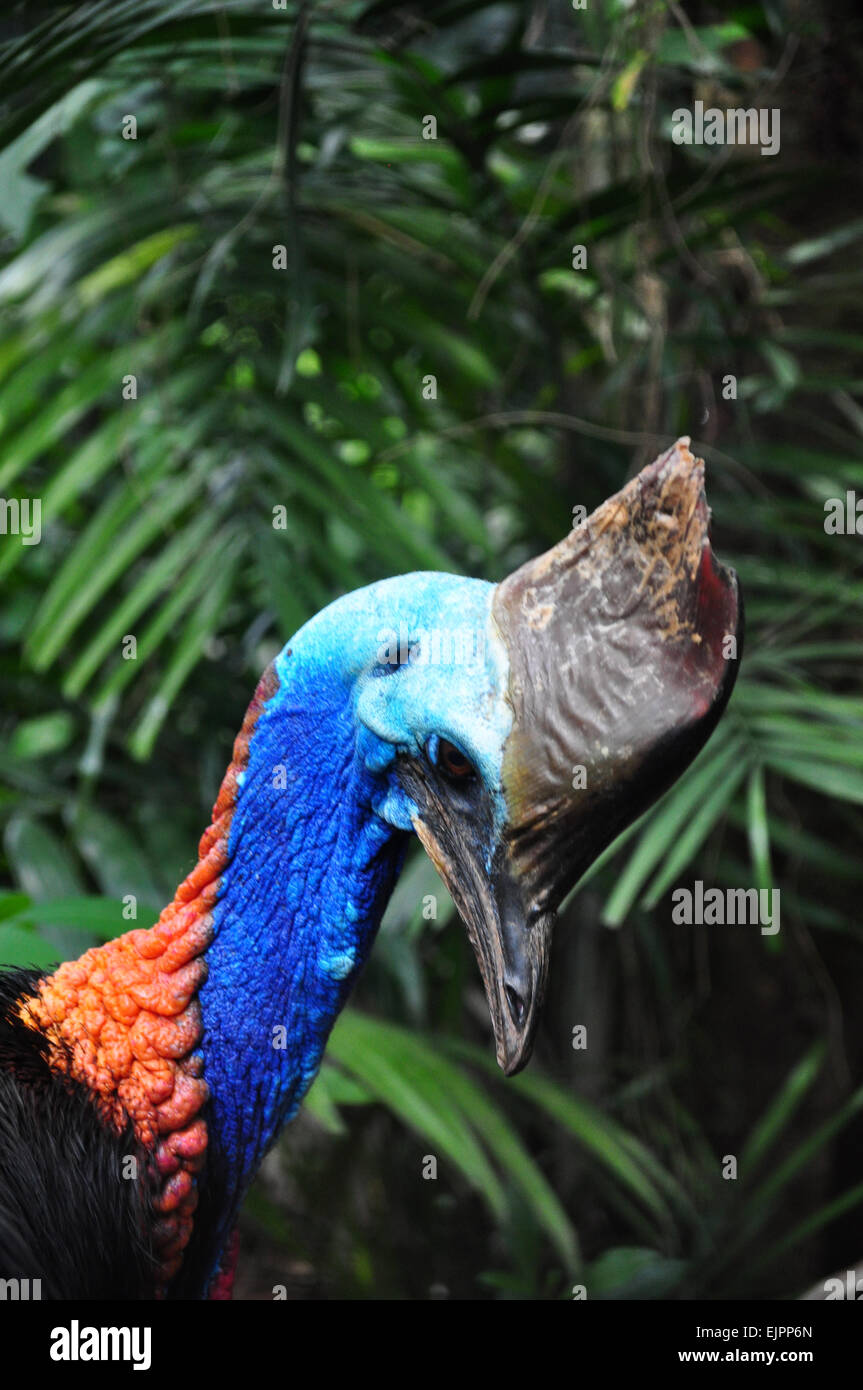 The cassowary bird from papua Stock Photo - Alamy