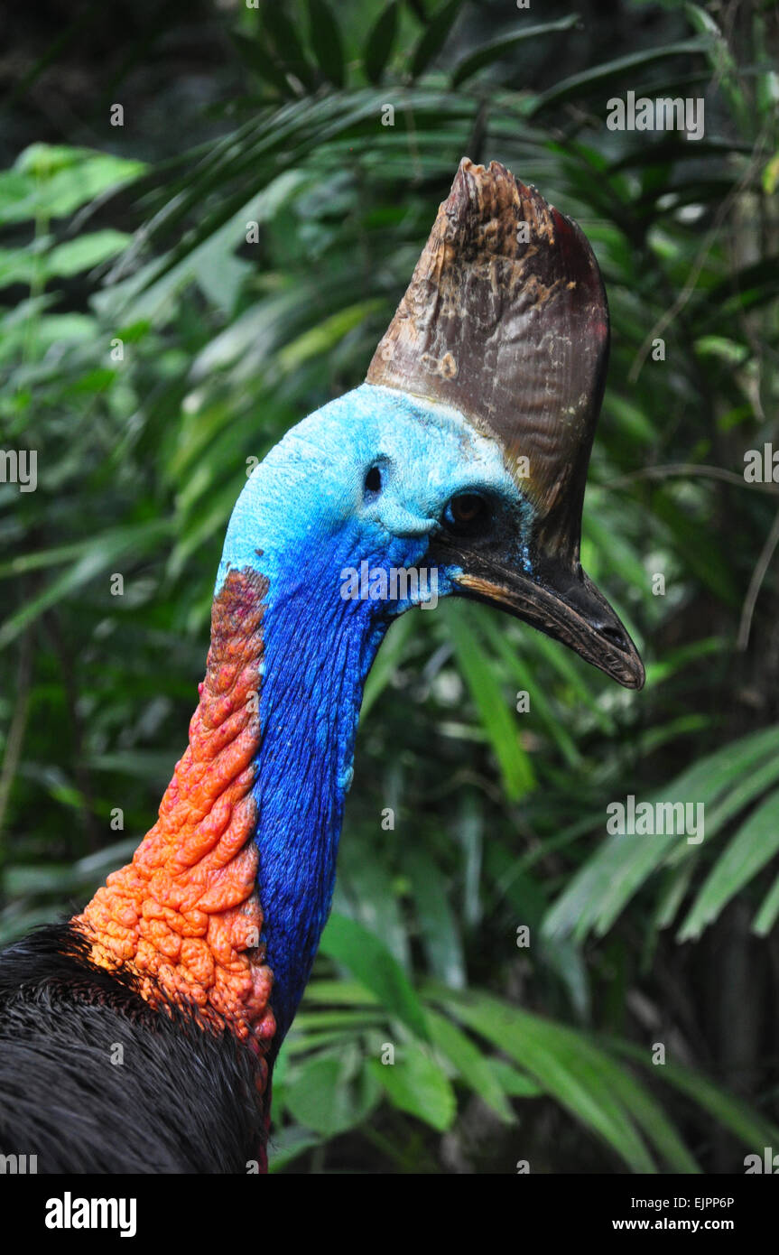 The cassowary bird from papua Stock Photo - Alamy