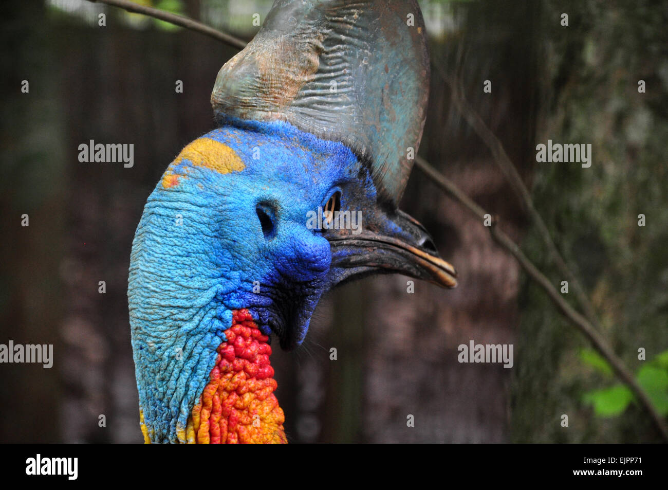 The cassowary bird from papua Stock Photo - Alamy
