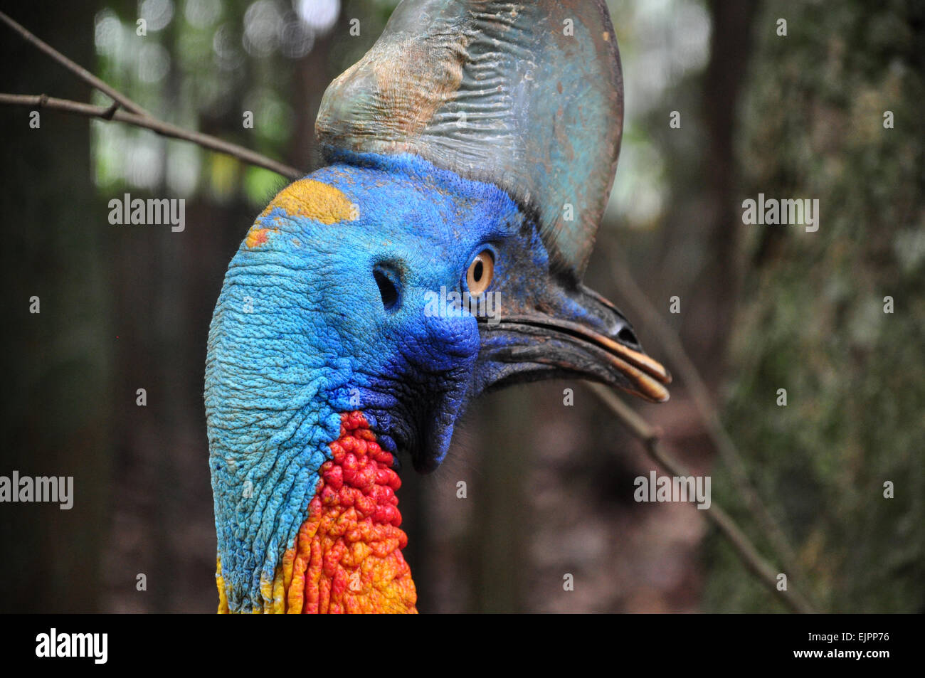 The cassowary bird from papua Stock Photo - Alamy