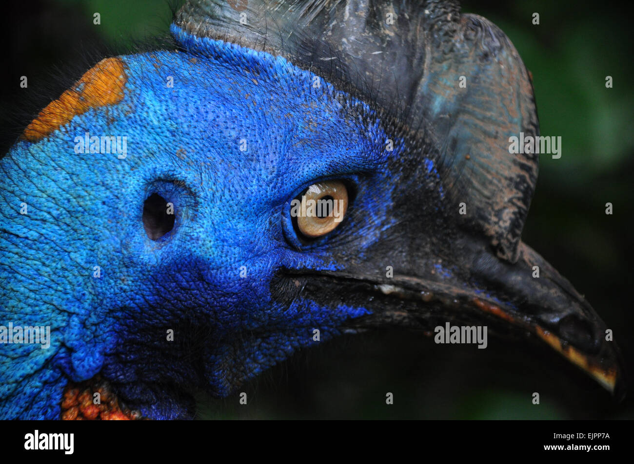 The cassowary bird from papua Stock Photo - Alamy