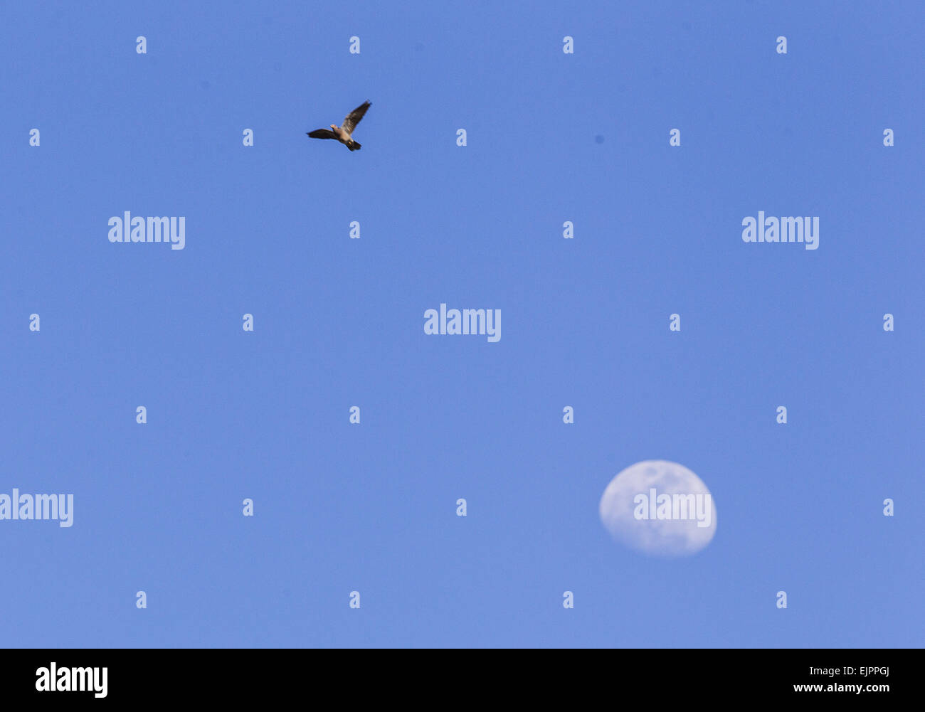 Los Angeles, California, USA. 30th Mar, 2015. A band-tailed pigeon ...