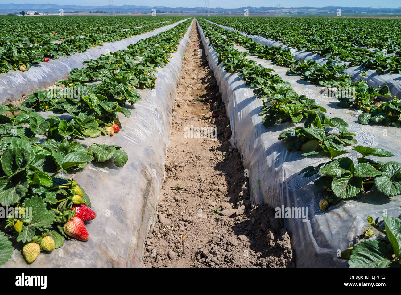 California strawberry agriculture hi-res stock photography and images ...