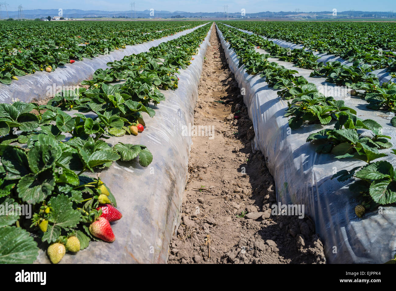 California strawberry farm hi-res stock photography and images - Alamy