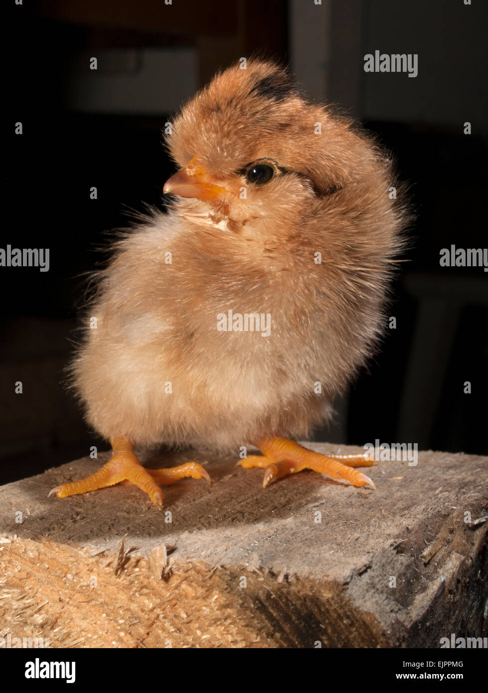Flying chicken hi-res stock photography and images - Alamy