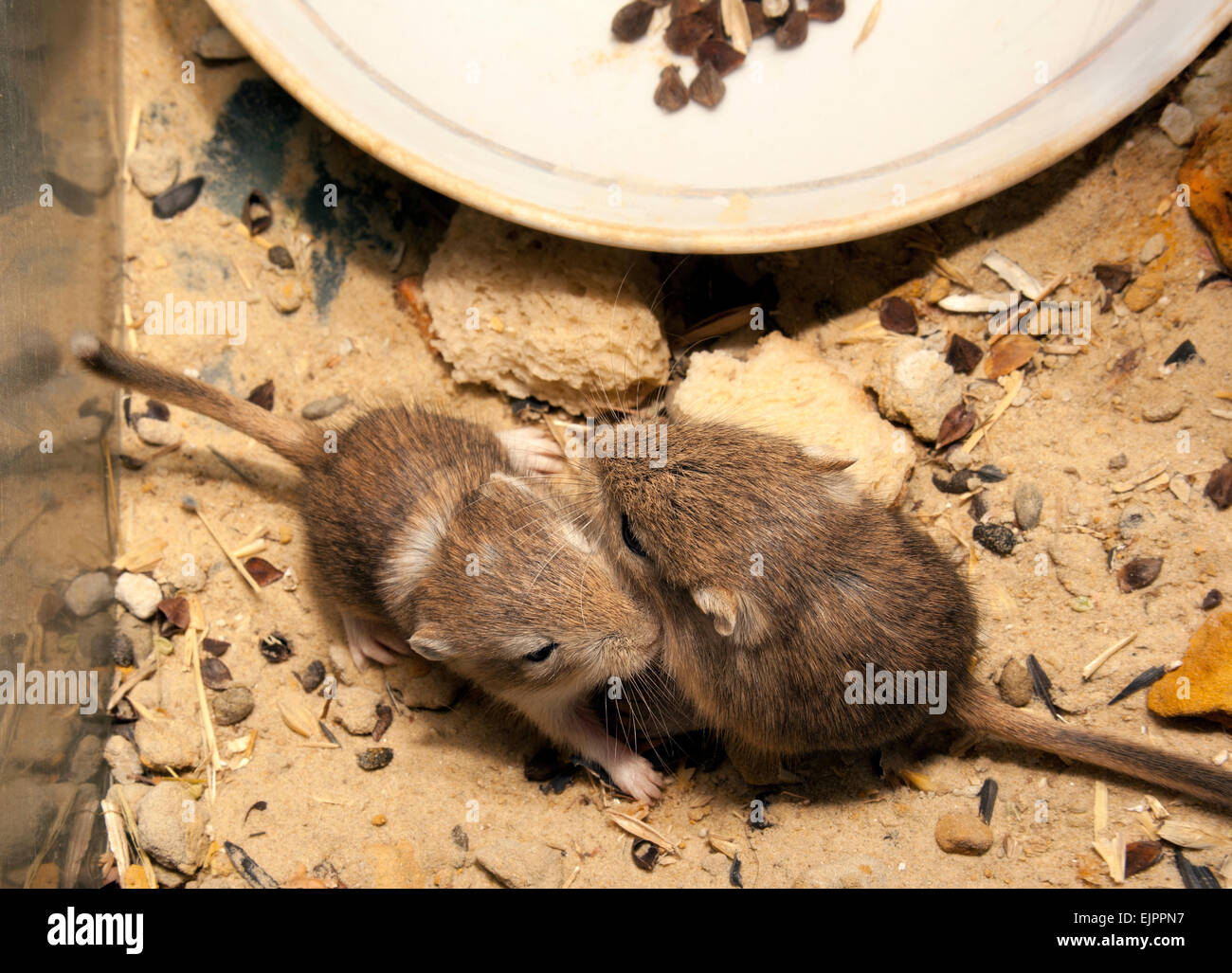 Jerboa jump hi-res stock photography and images - Alamy