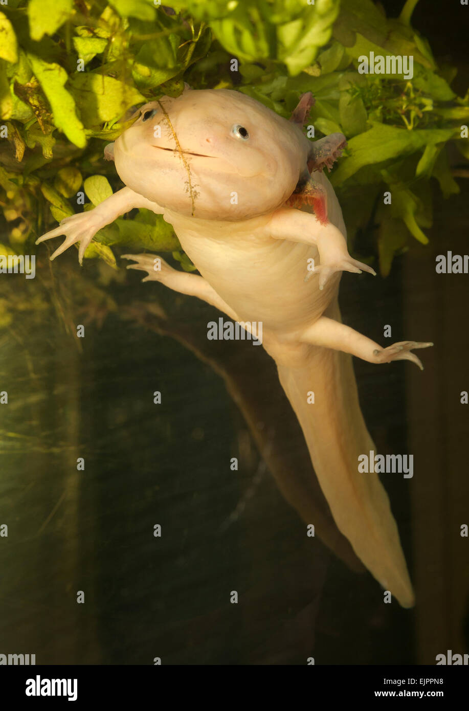 Ambystoma mexicanum hi-res stock photography and images - Alamy