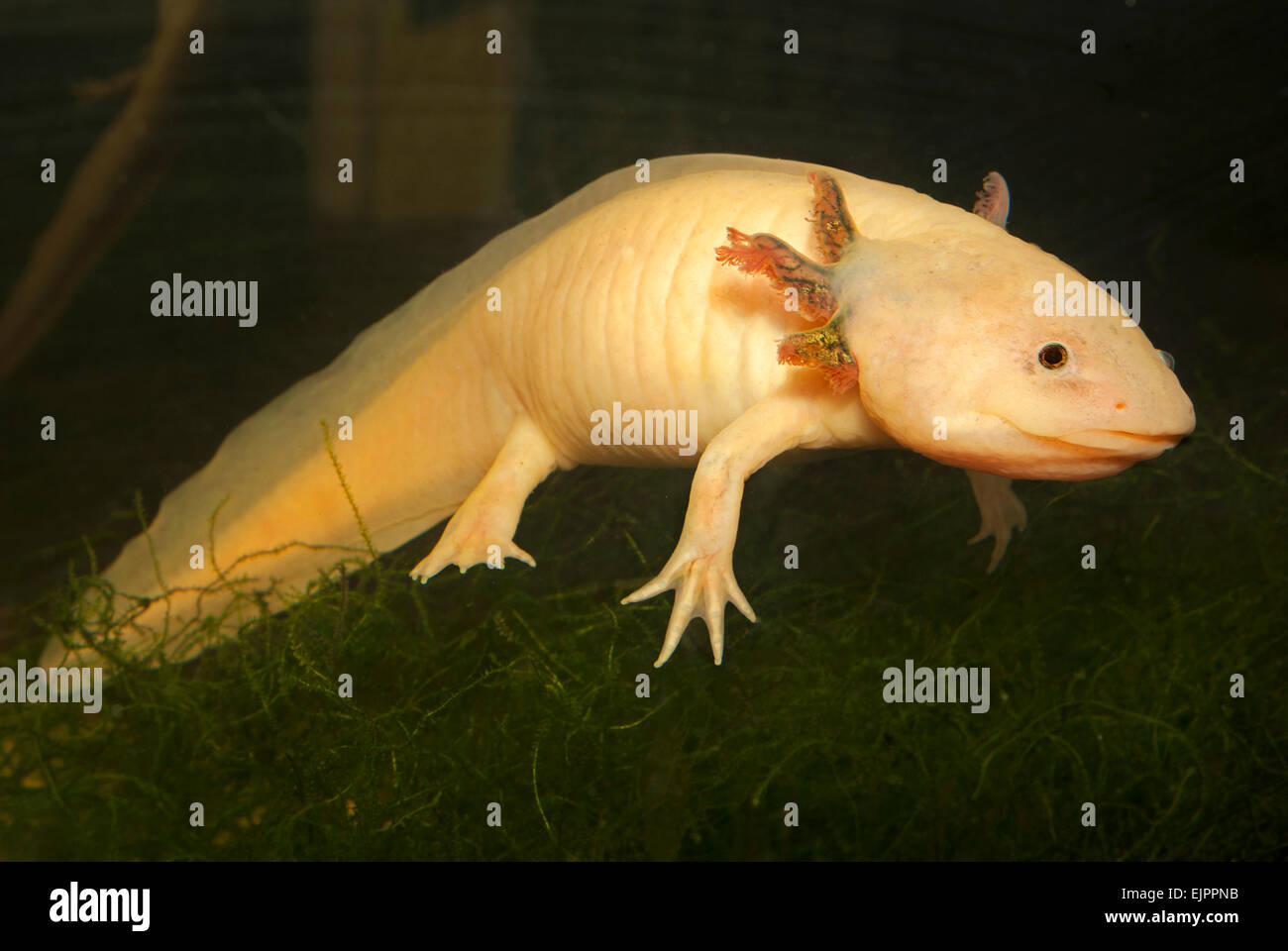 Ambystoma mexicanum hi-res stock photography and images - Alamy