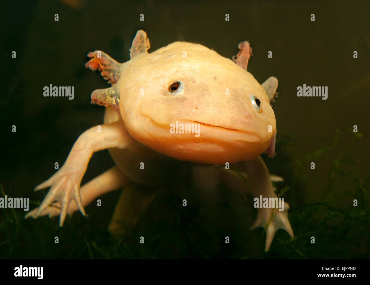 Ambystoma mexicanum hi-res stock photography and images - Alamy
