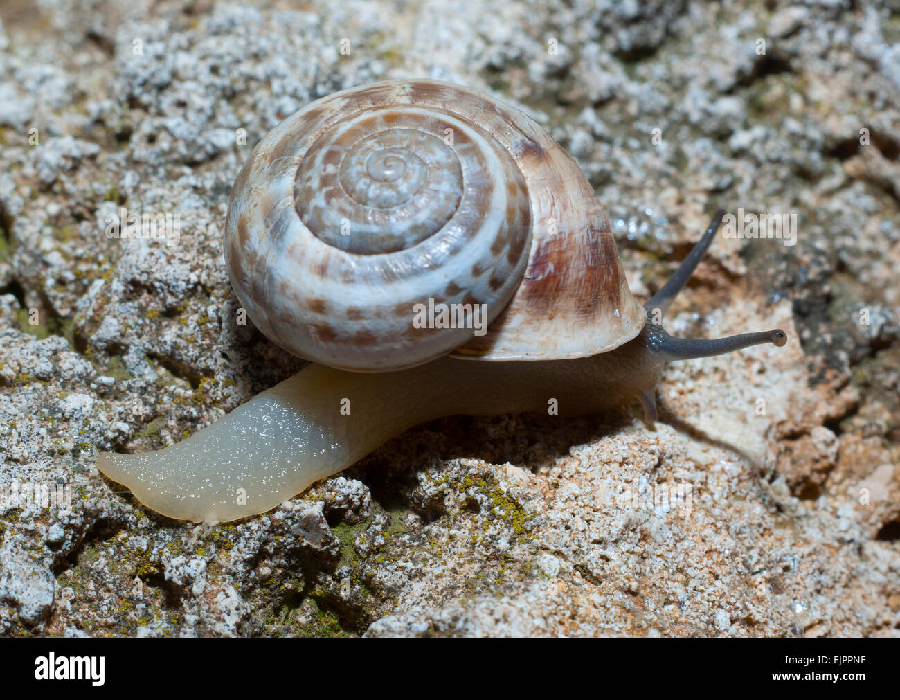 Shrub snail(Fruticicola fruticum)Europe,Russia,Crimea,square Stock ...