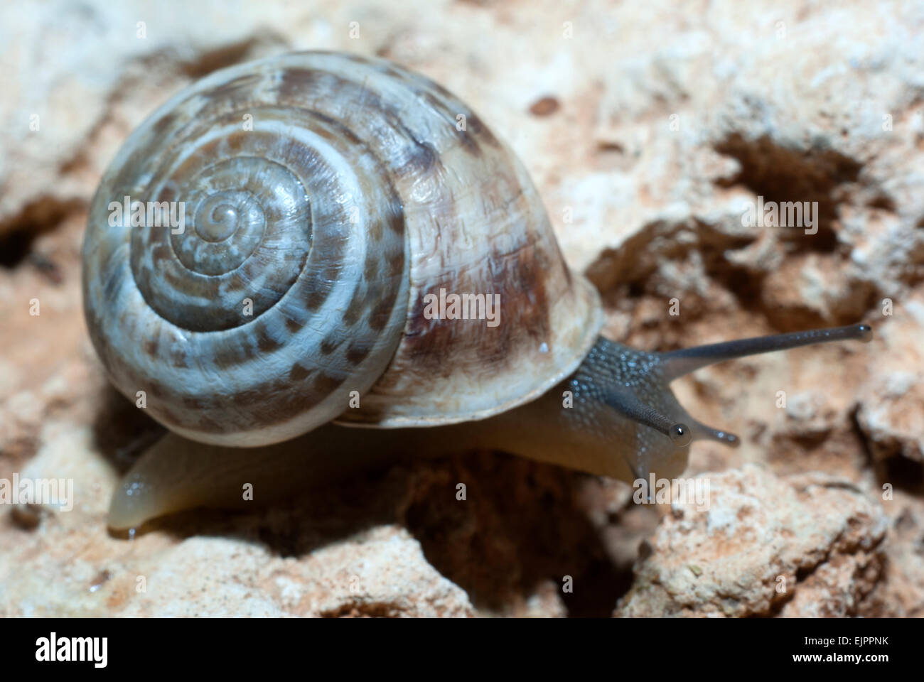 Shrub snail(Fruticicola fruticum)Europe,Russia,Crimea,square Stock ...