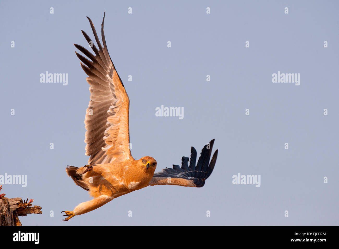 Flying eagle man hi-res stock photography and images - Alamy