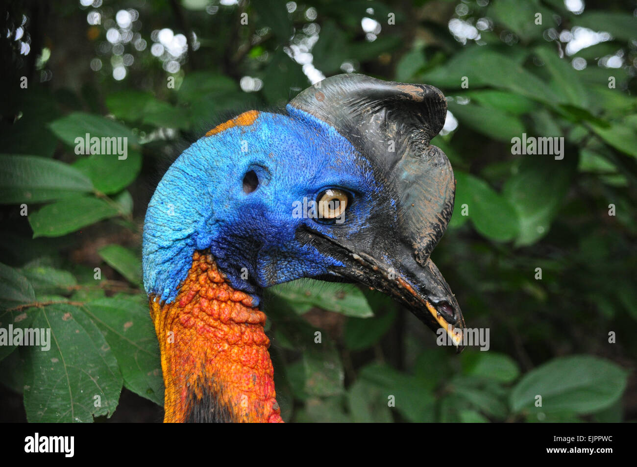 The cassowary bird from papua Stock Photo - Alamy
