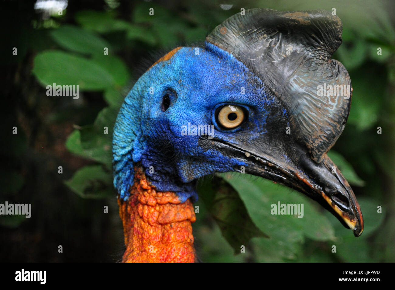 The cassowary bird from papua Stock Photo - Alamy