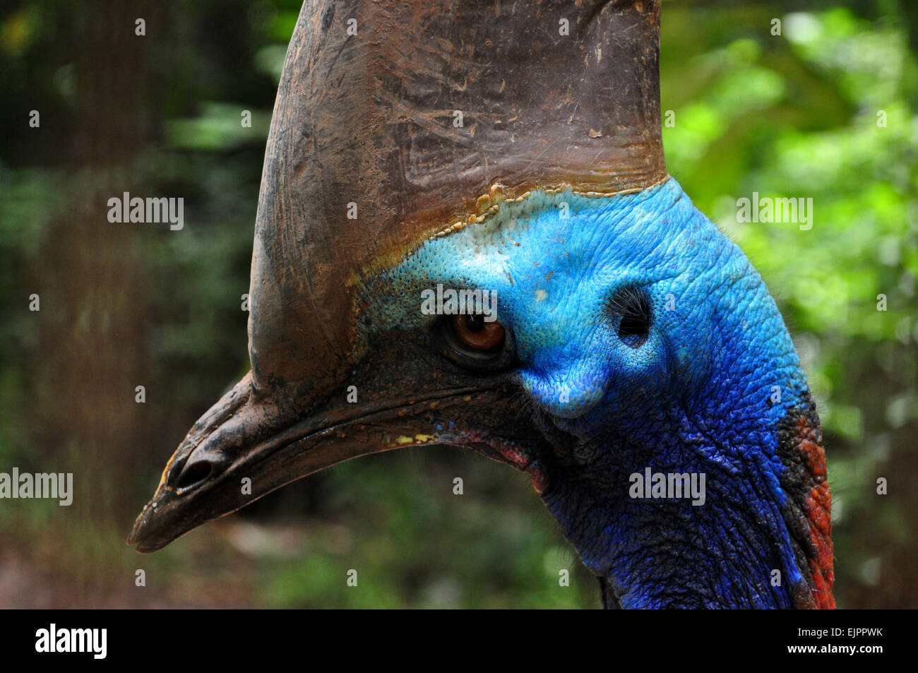 The cassowary bird from papua Stock Photo - Alamy
