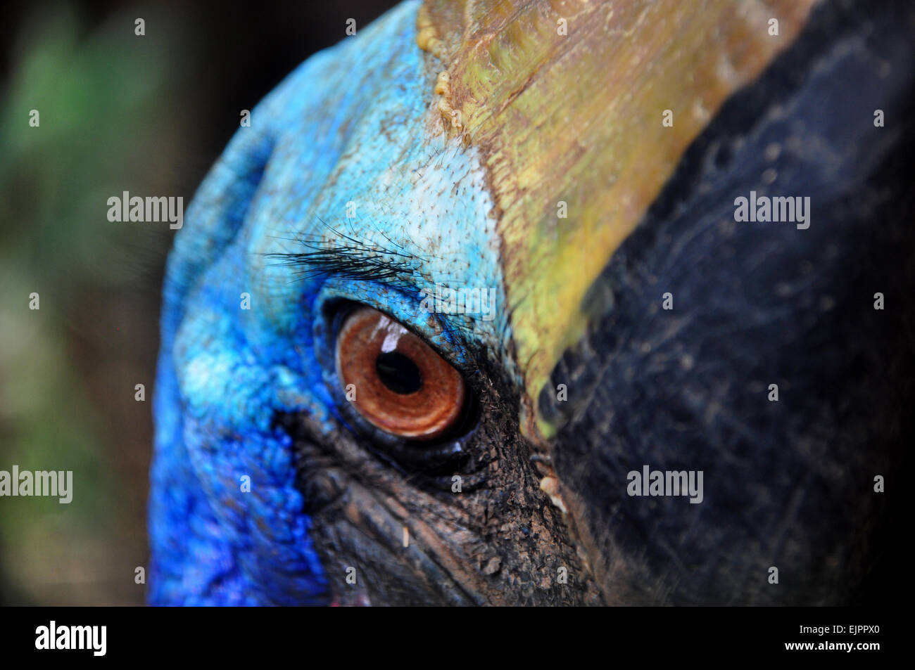 The cassowary bird from papua Stock Photo - Alamy
