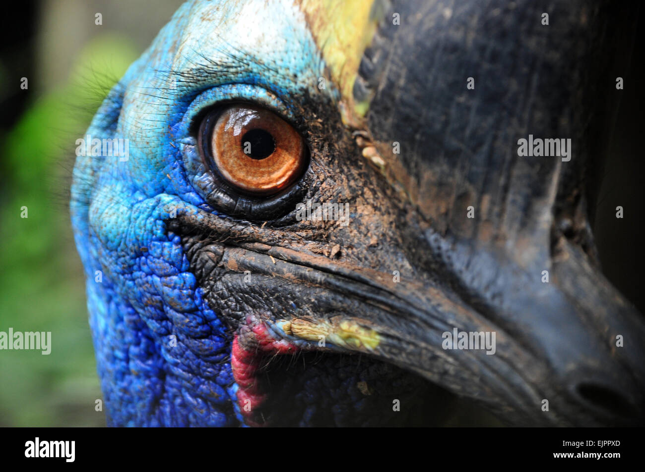 The cassowary bird from papua Stock Photo - Alamy