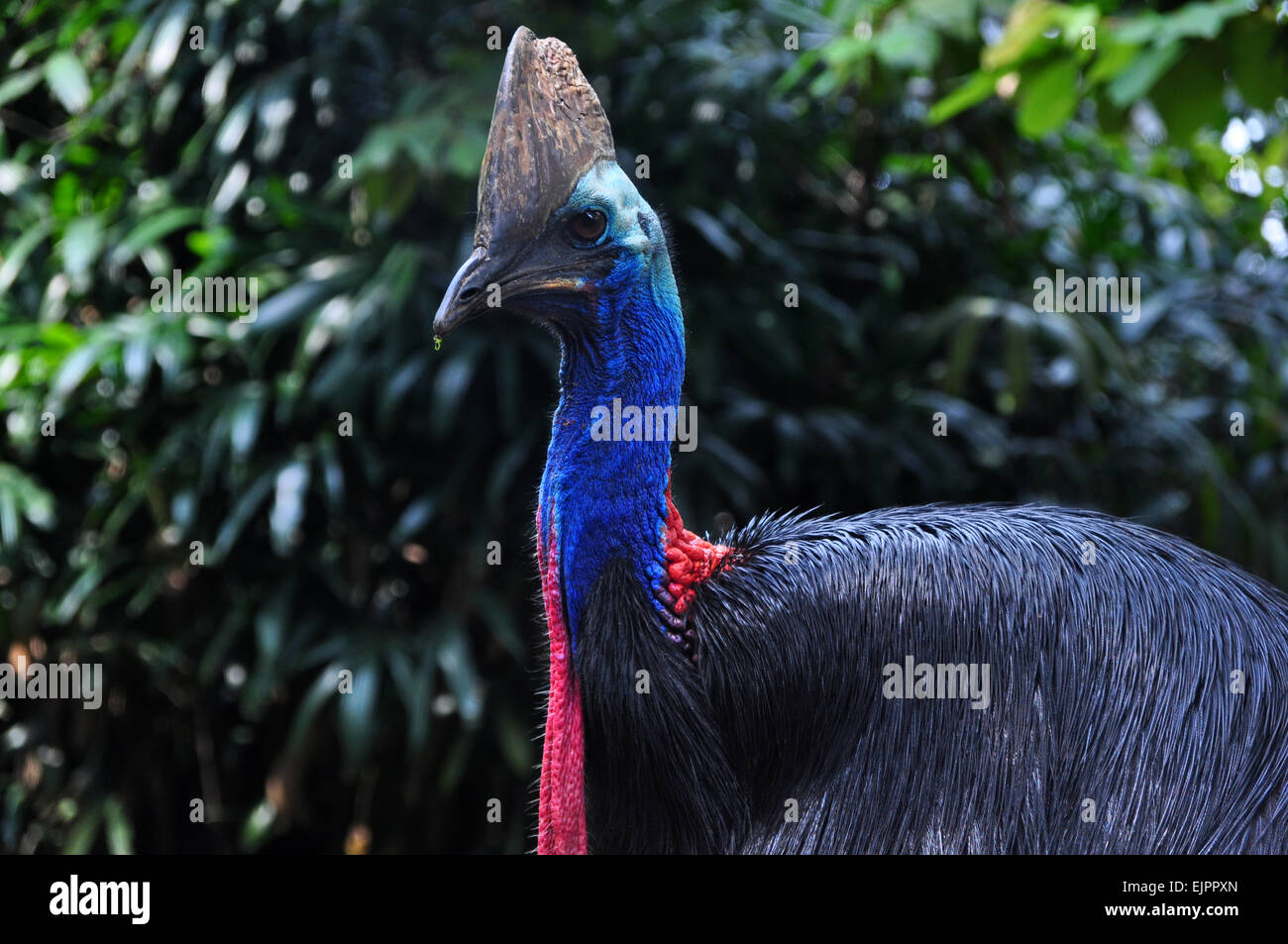 The cassowary bird from papua Stock Photo - Alamy