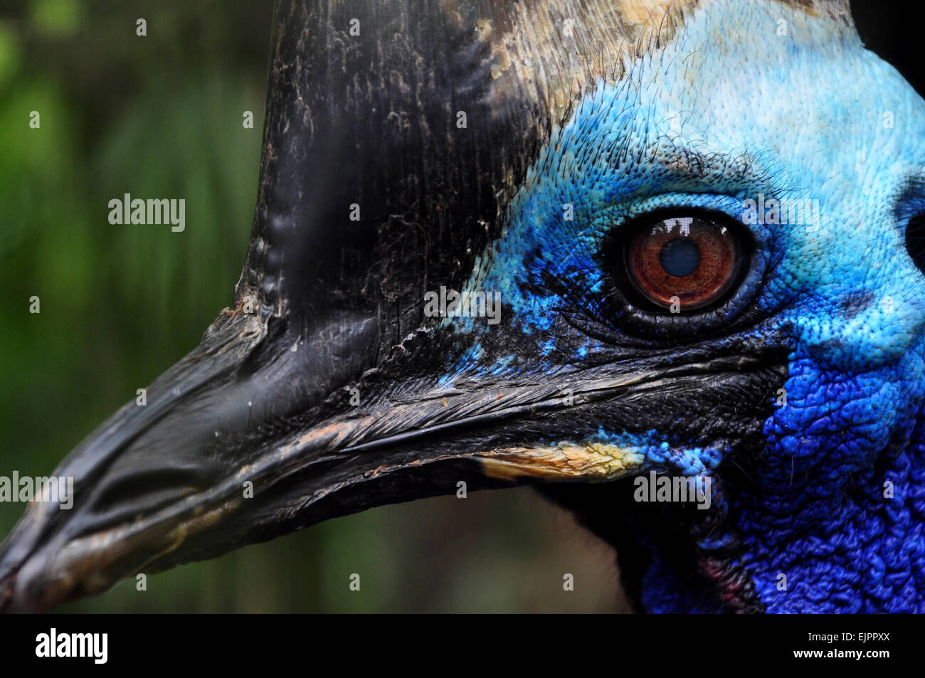 The cassowary bird from papua Stock Photo - Alamy