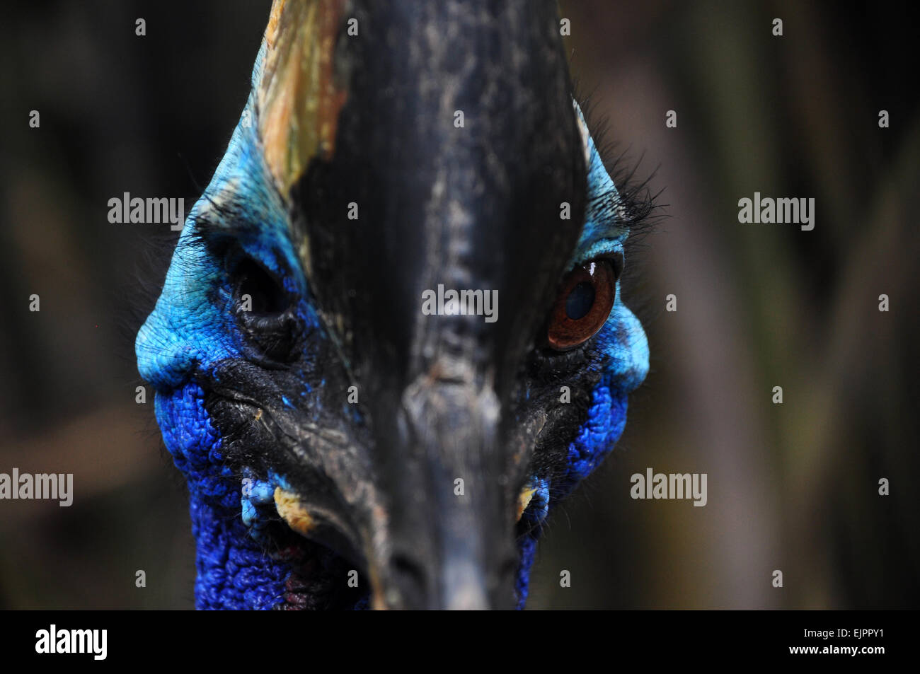 The cassowary bird from papua Stock Photo - Alamy