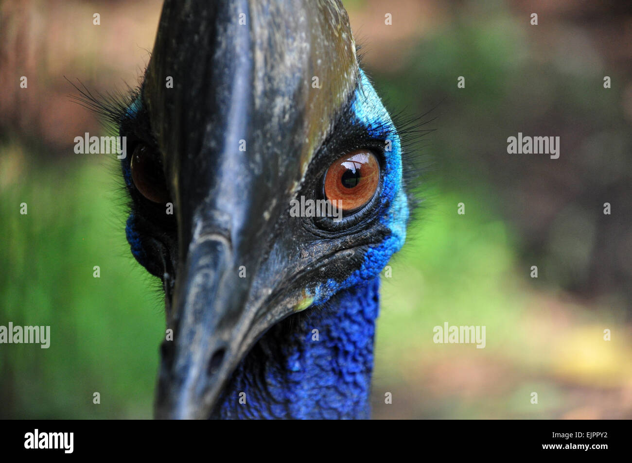 The cassowary bird from papua Stock Photo - Alamy