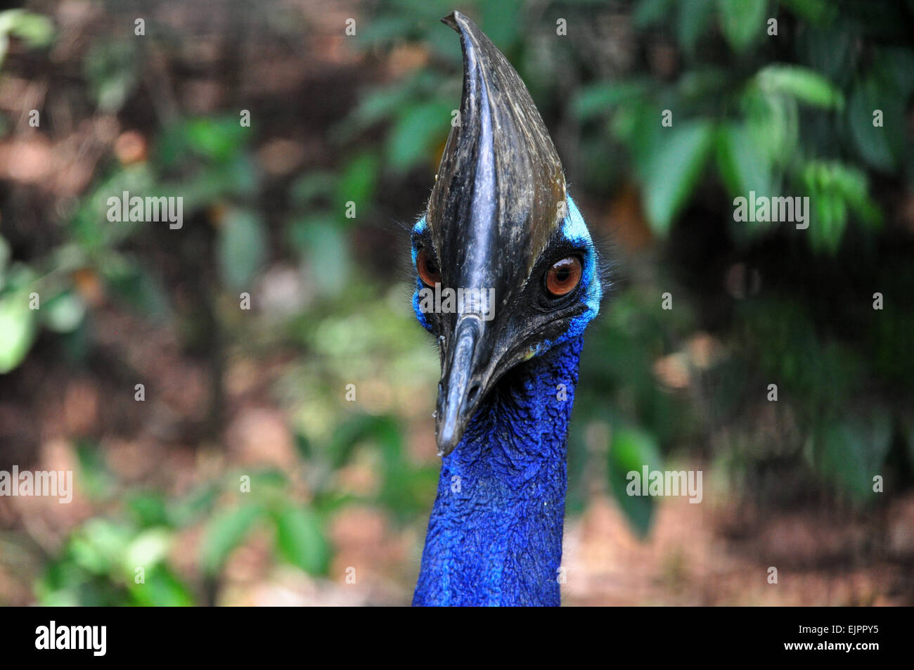 The cassowary bird from papua Stock Photo - Alamy