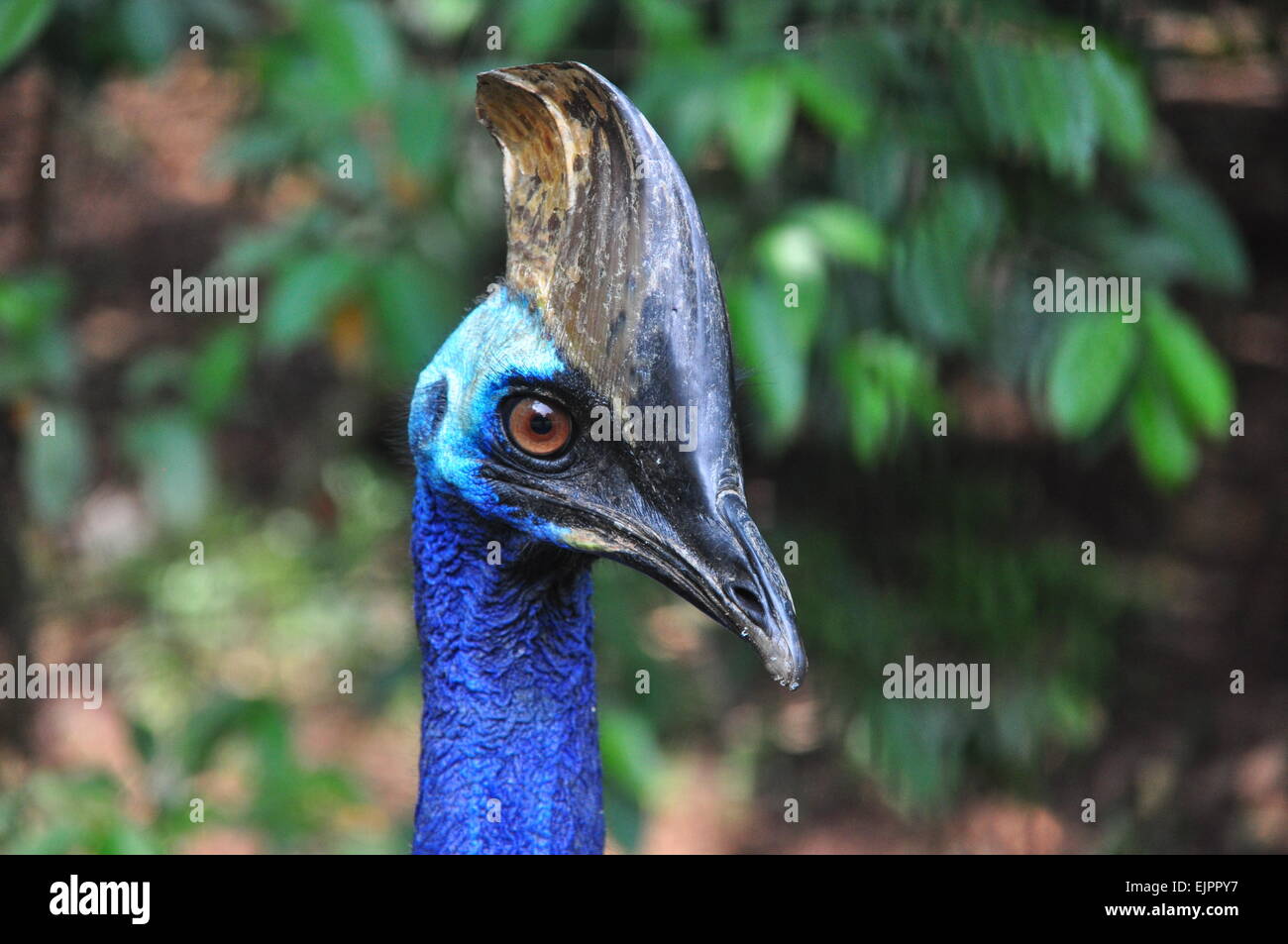 The cassowary bird from papua Stock Photo - Alamy