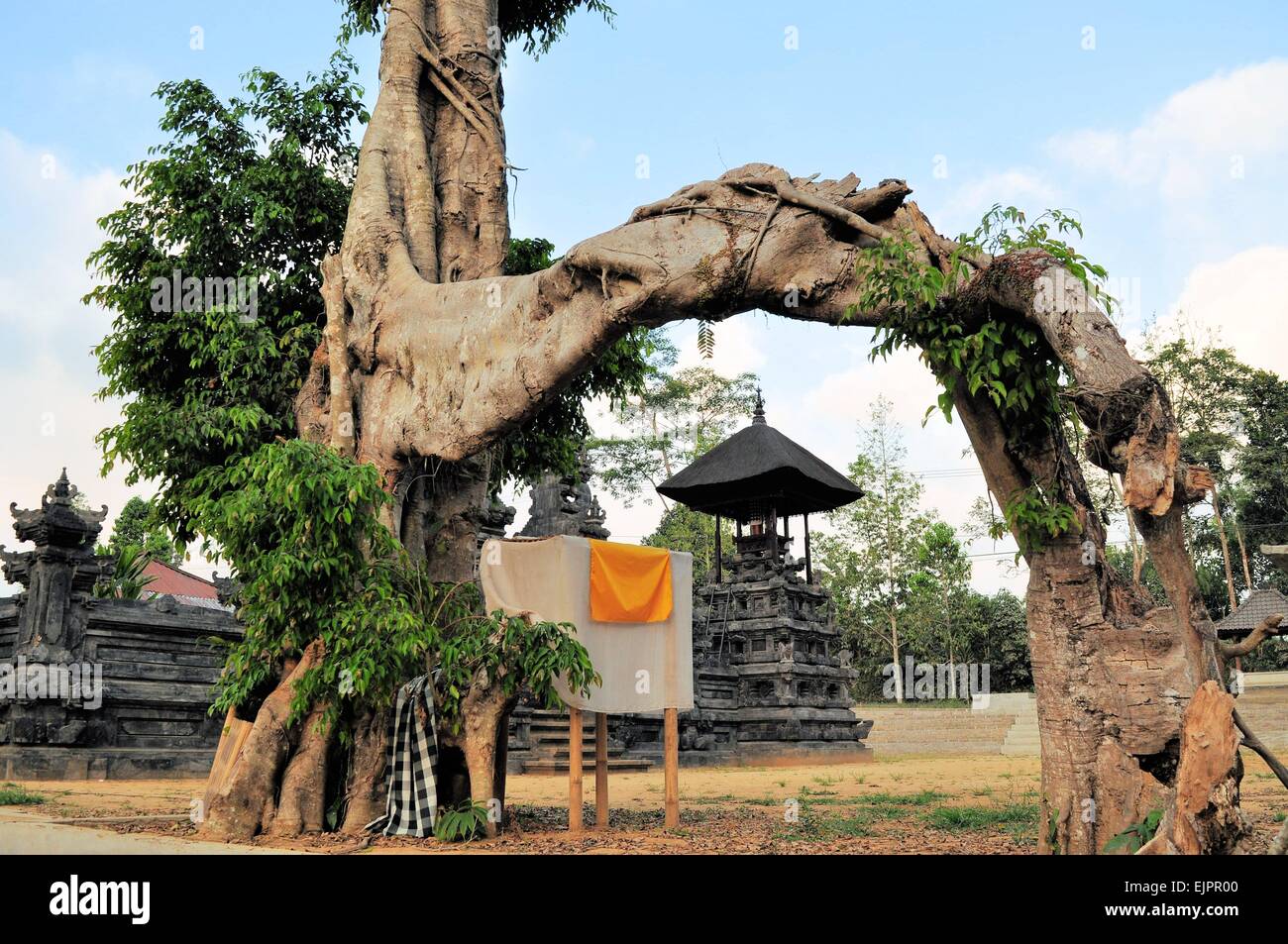 Sacred tree at Country temple in Bali Stock Photo - Alamy