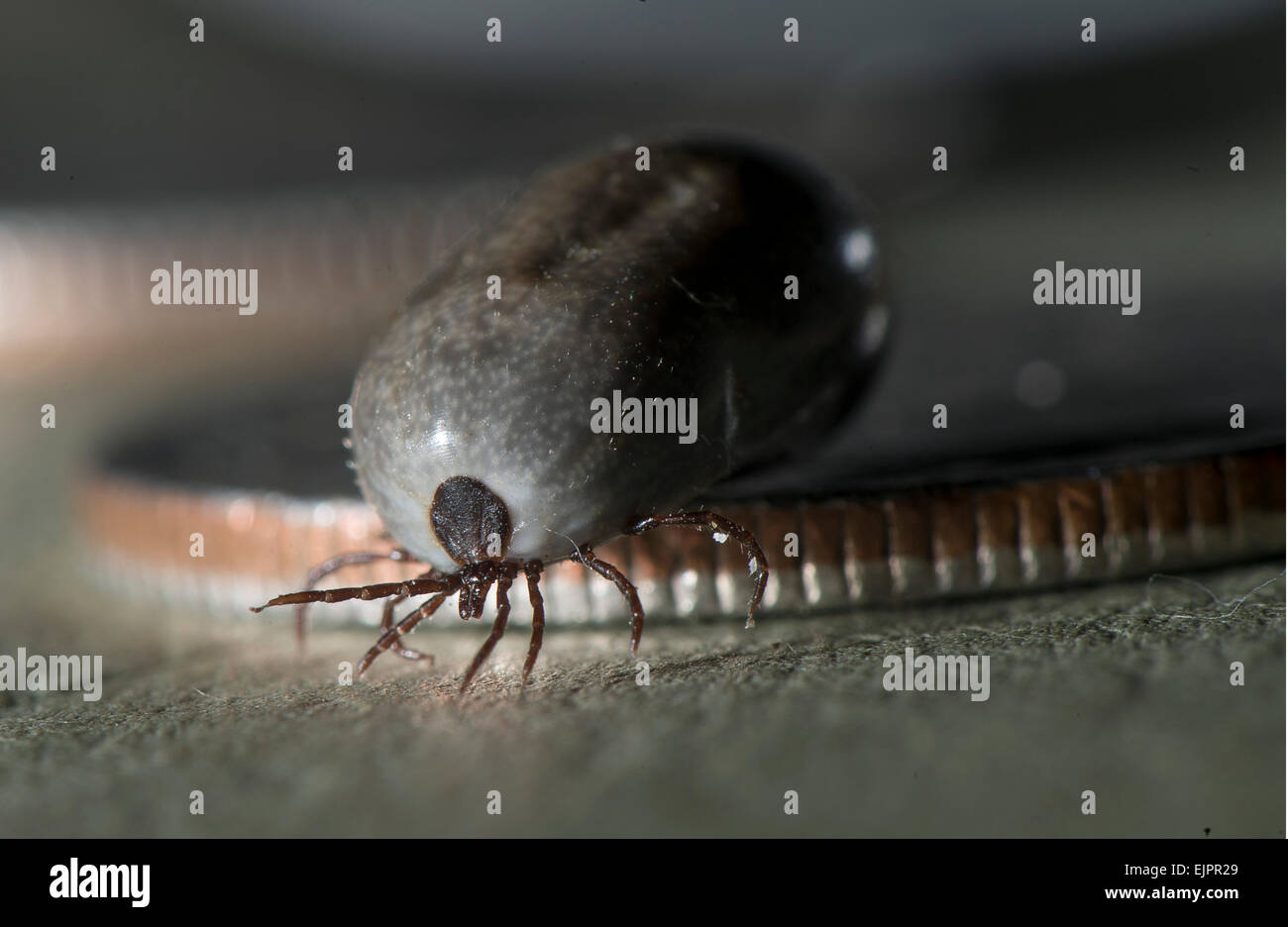 Engorged deer tick hi-res stock photography and images - Alamy