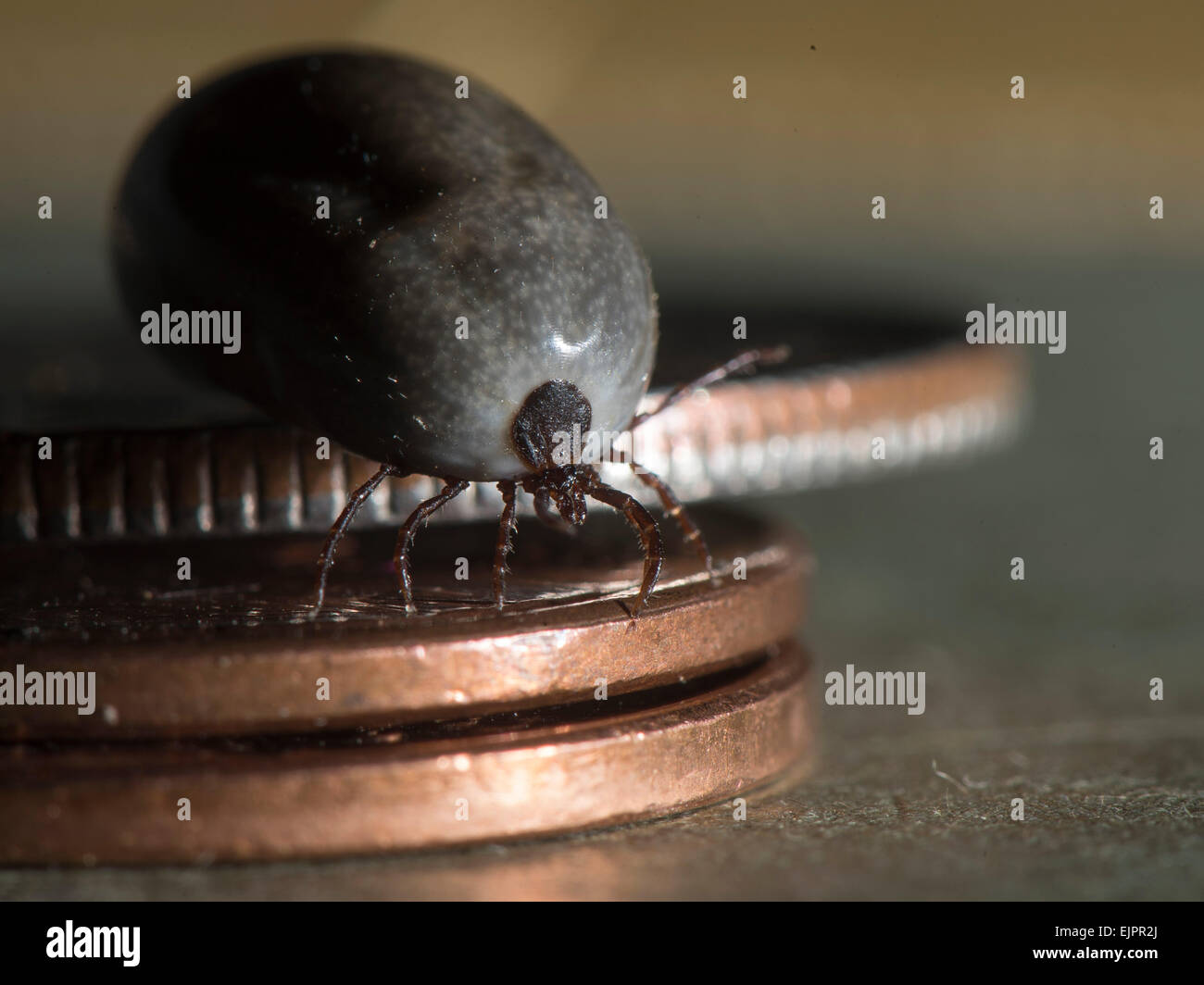 Black legged tick hi-res stock photography and images - Alamy
