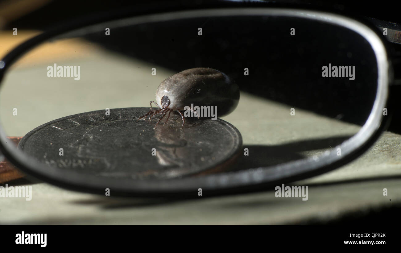 Roseburg, Oregon, USA. 30th Mar, 2015. An engorged western black-legged ...