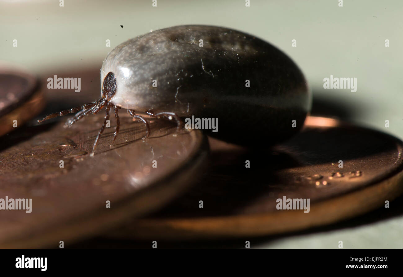 Engorged deer tick hi-res stock photography and images - Alamy