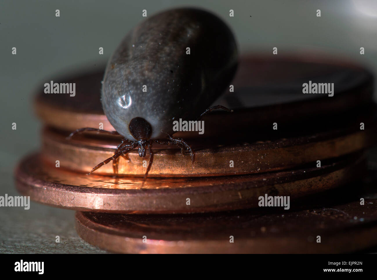 Roseburg, Oregon, USA. 30th Mar, 2015. An engorged western black-legged ...