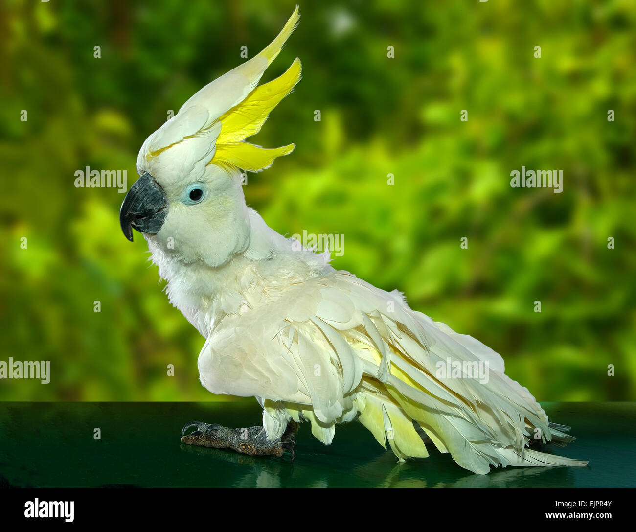Parrot cockatoo(Cacatua sulphurea) with yellow crest Stock Photo - Alamy