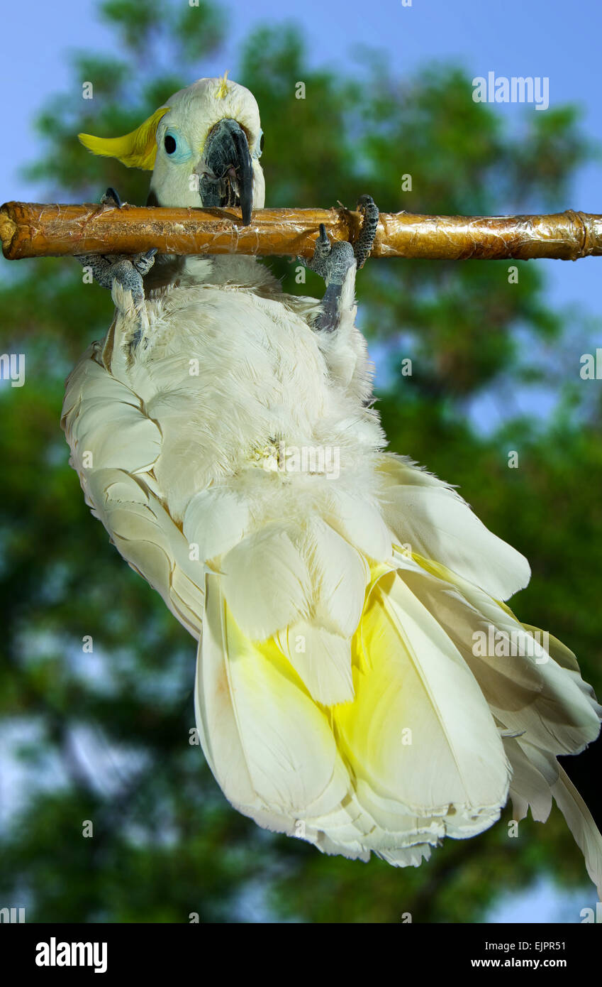 The parrot the parrots the crest the crossbar the wand to tumble to ...