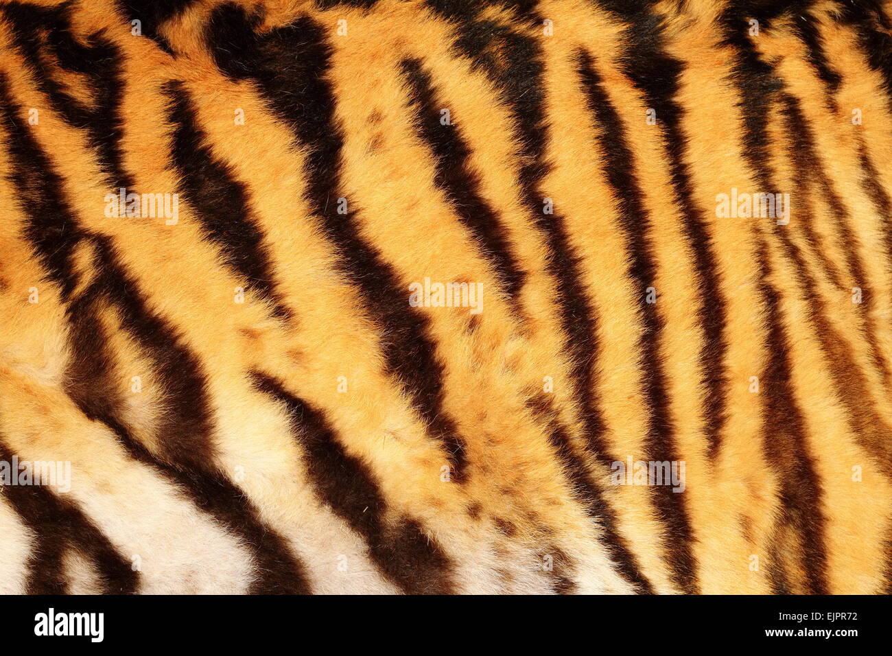 beautiful tiger textured fur, stripes on animal pelt Stock Photo - Alamy