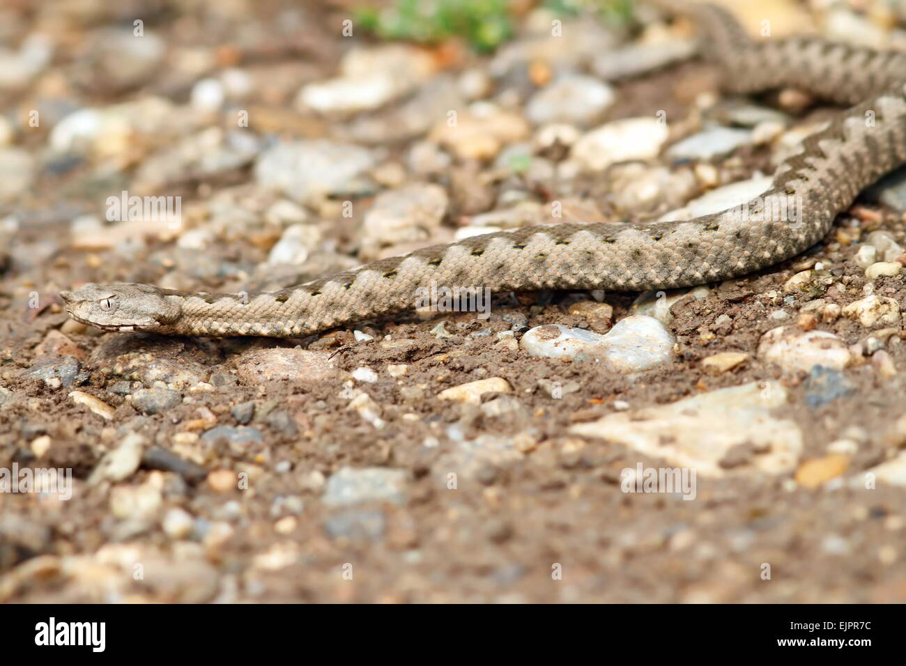 European long nose viper hi-res stock photography and images - Alamy