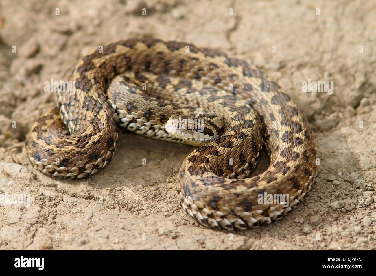 hungarian meadow viper closeup while standing on ground ( Vipera ...