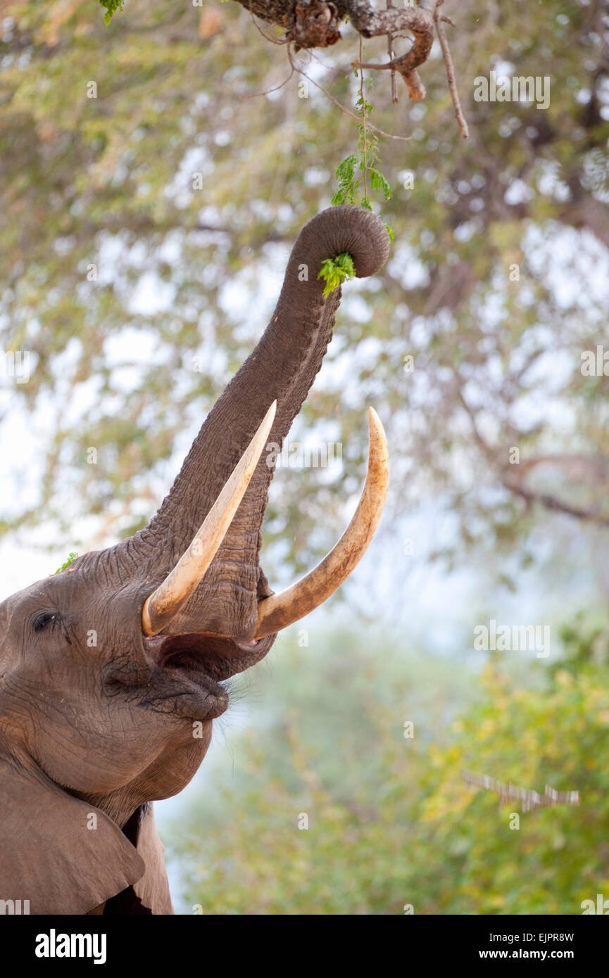 African elephant reaching up tree hi-res stock photography and images ...