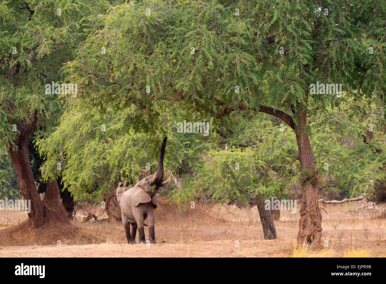 Indigenous tree zimbabwe hi-res stock photography and images - Alamy