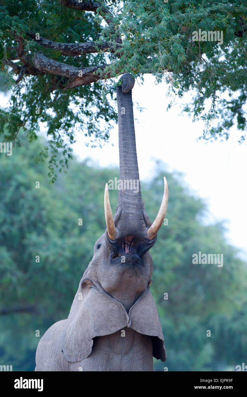 African elephant reaching up tree hi-res stock photography and images ...