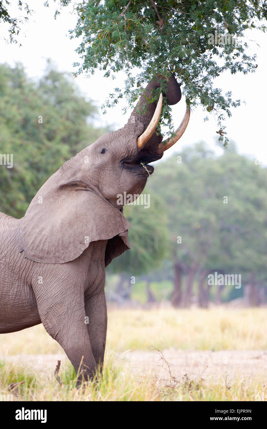 African elephant reaching up tree hi-res stock photography and images ...